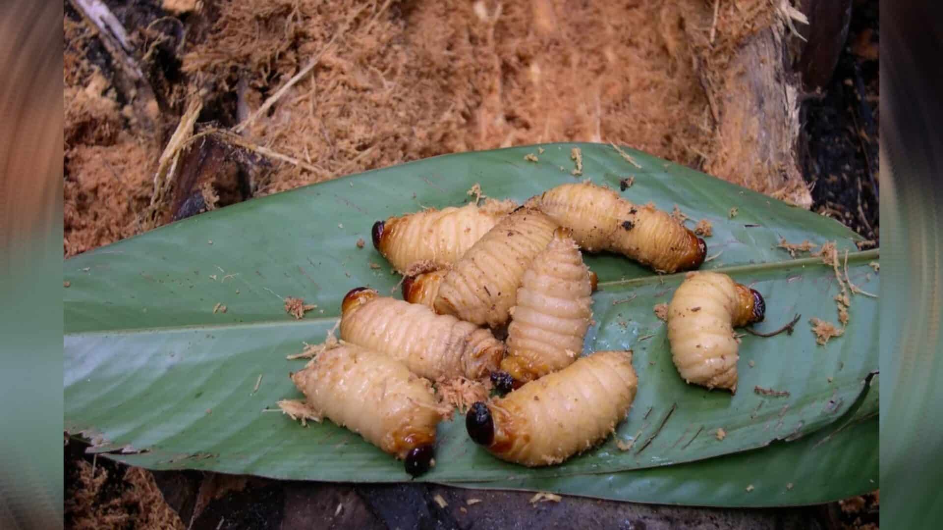 Conheça o gongo ou bicho-do-coco rico em proteínas - Ecos da Noticia